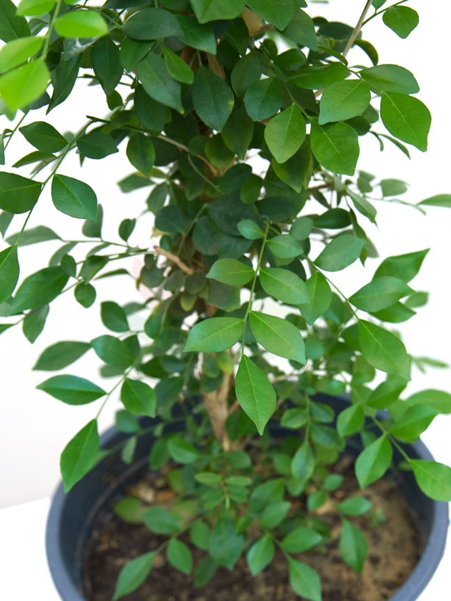 Murraya Paniculata | Online Outdoor Plants