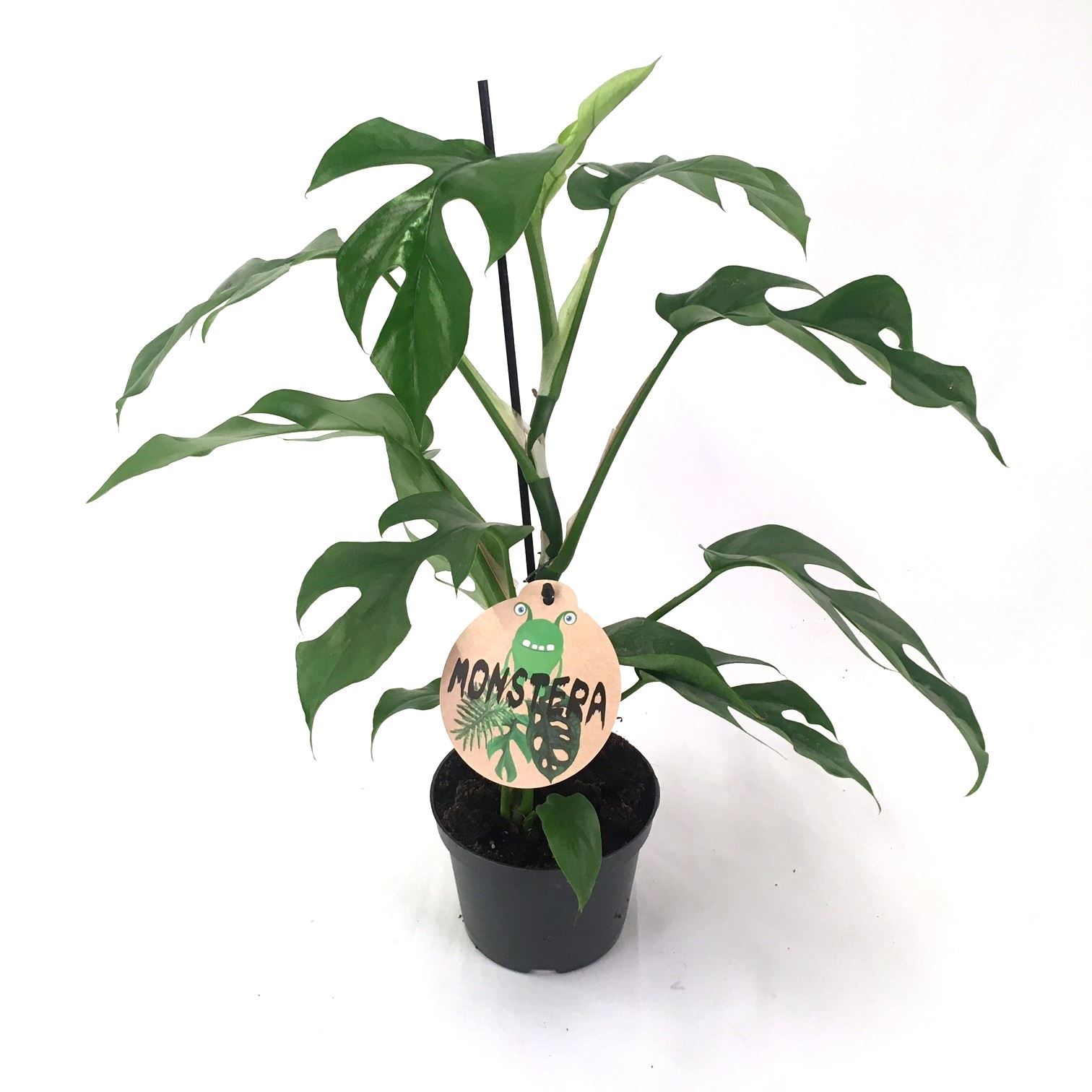 Monstera Minima | Online Indoor Plants