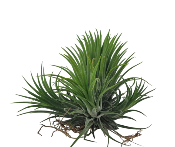 Tillandsia Ionantha Clumb - Airplant | Online Indoor Plants Tillandsia Ionantha Clumb - Airplant | Online Indoor Plants