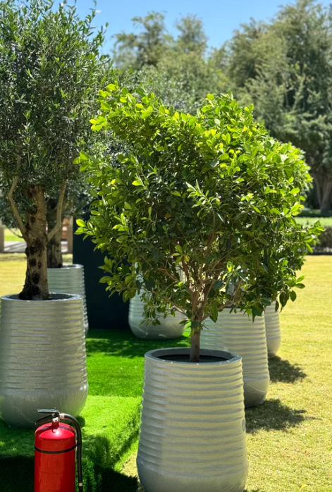 Ficus Nitida Tree - White Fiber Pot Edition | Online Indoor Plants