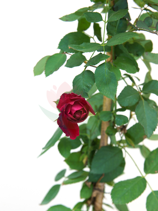 American Rose | Online Outdoor Plants