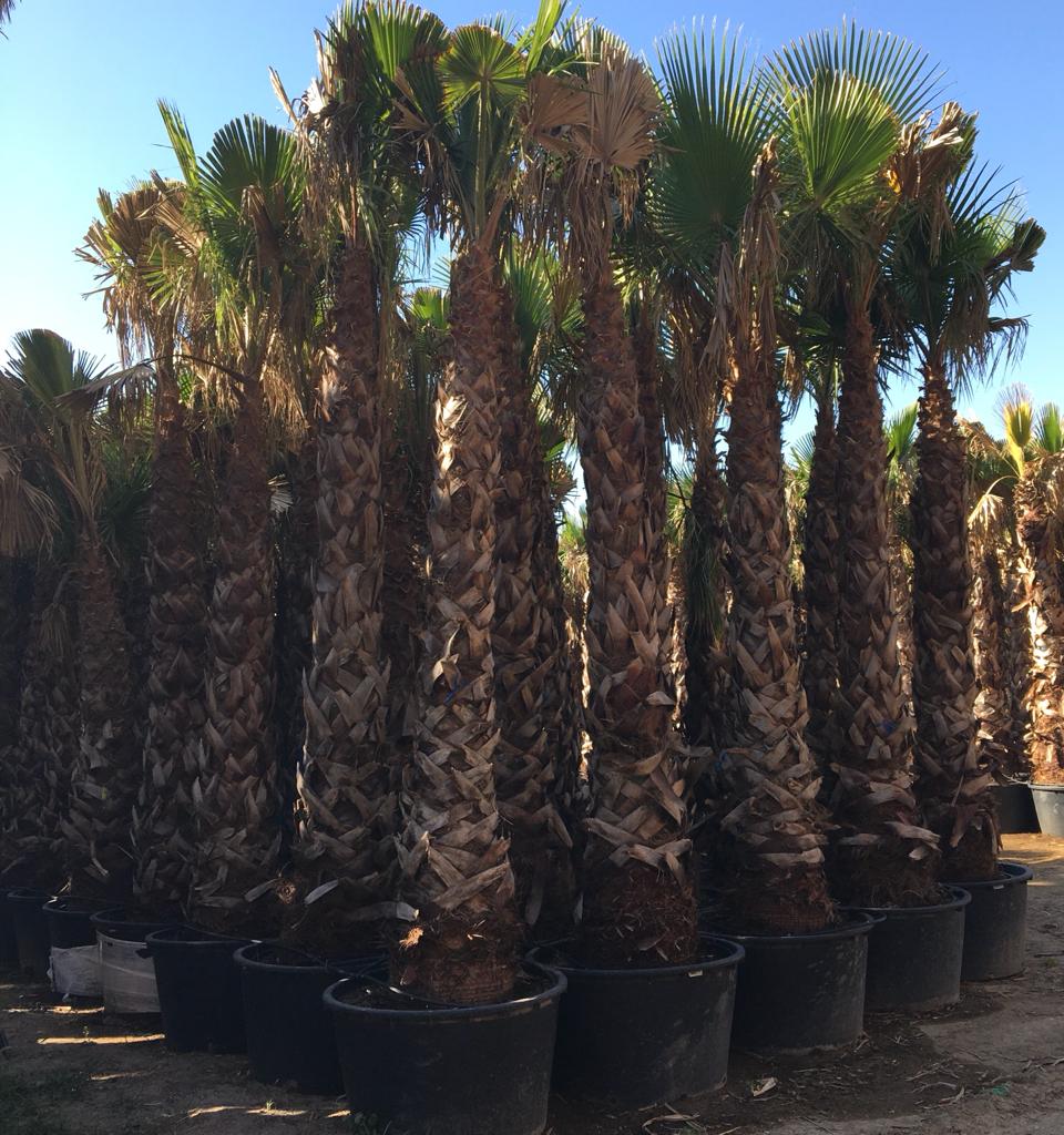 Washingtonia Robusta 300-350 Mtr | Online Outdoor Plants