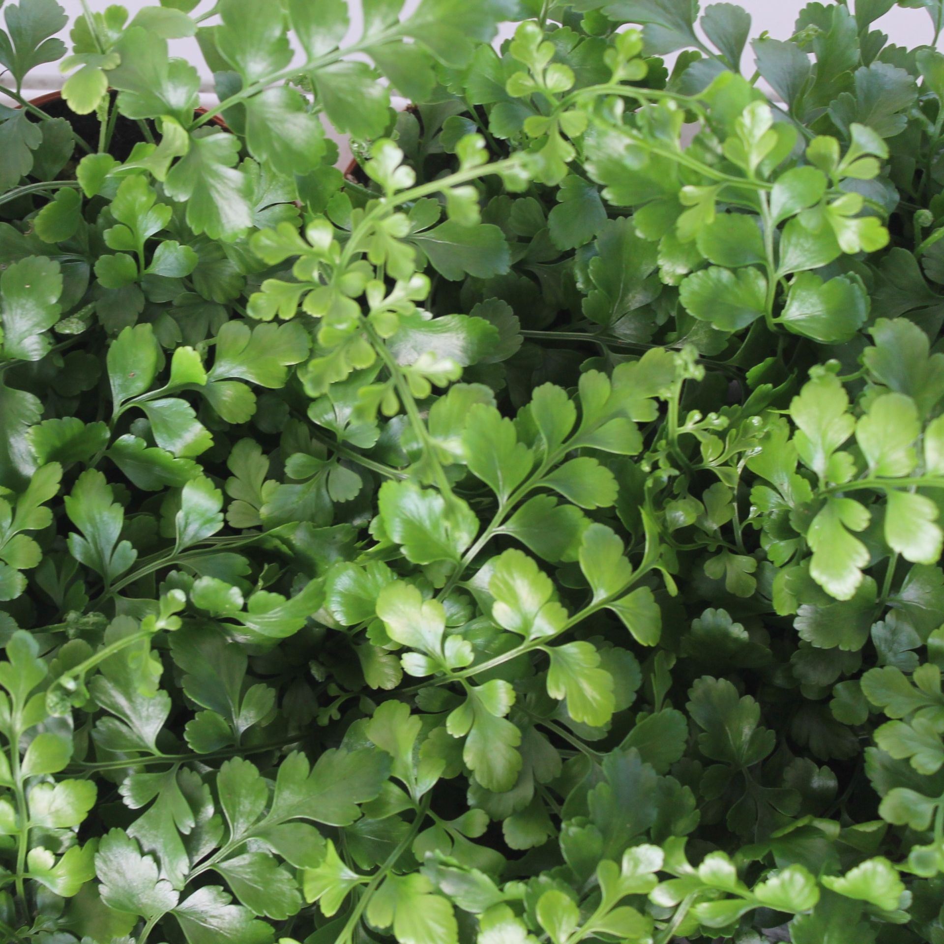 Asplenium Parvati Fern - Indoor House Plant | Online Indoor Plants