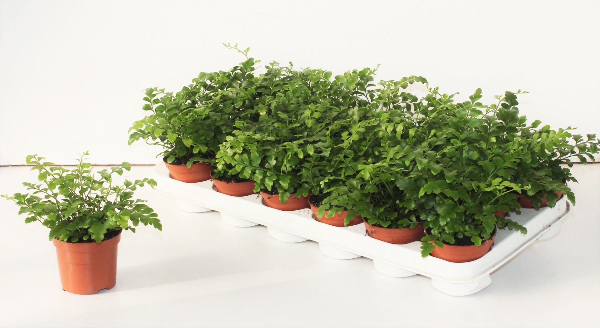 Asplenium Parvati Fern - Indoor House Plant | Online Indoor Plants