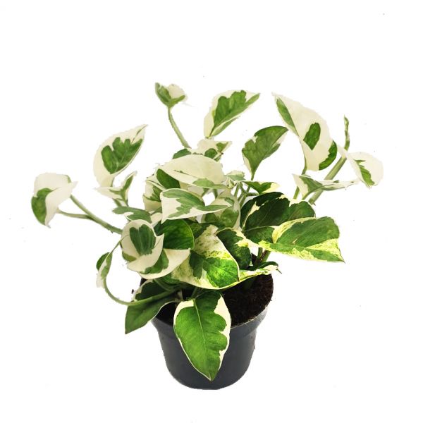 Pothos Happy Leaf | Online Indoor Plants