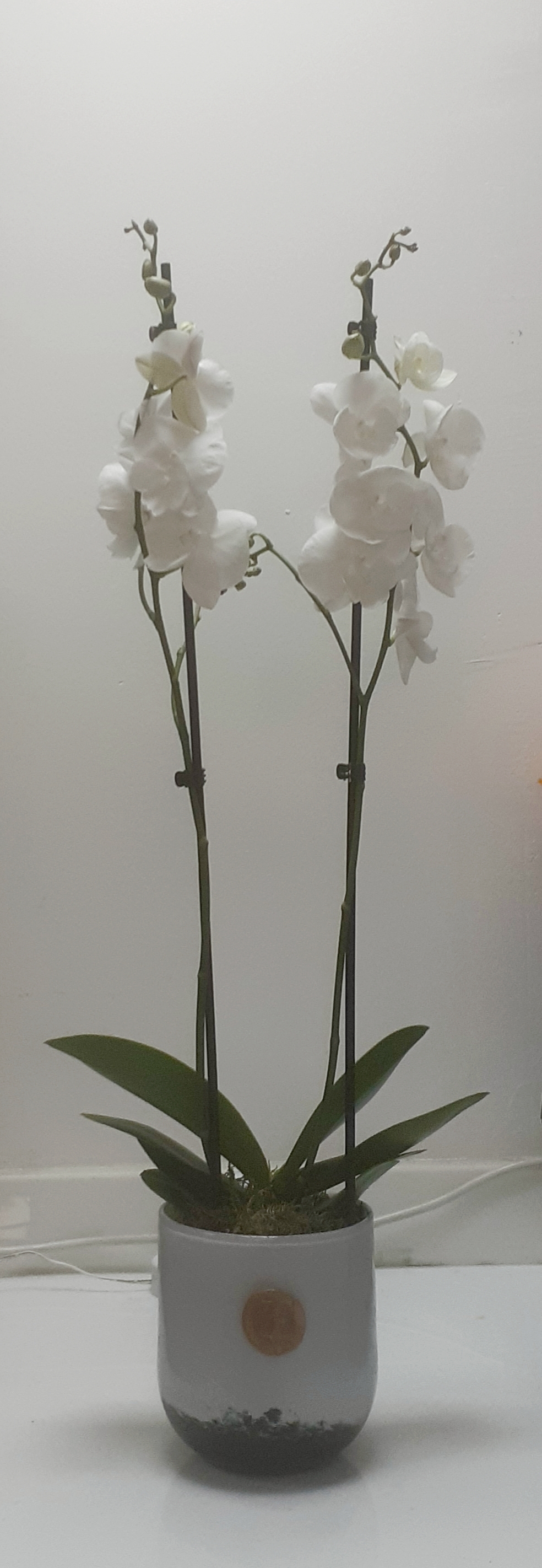 Shop Grow Plants Online in Kuwait With Mashatel Best Deals