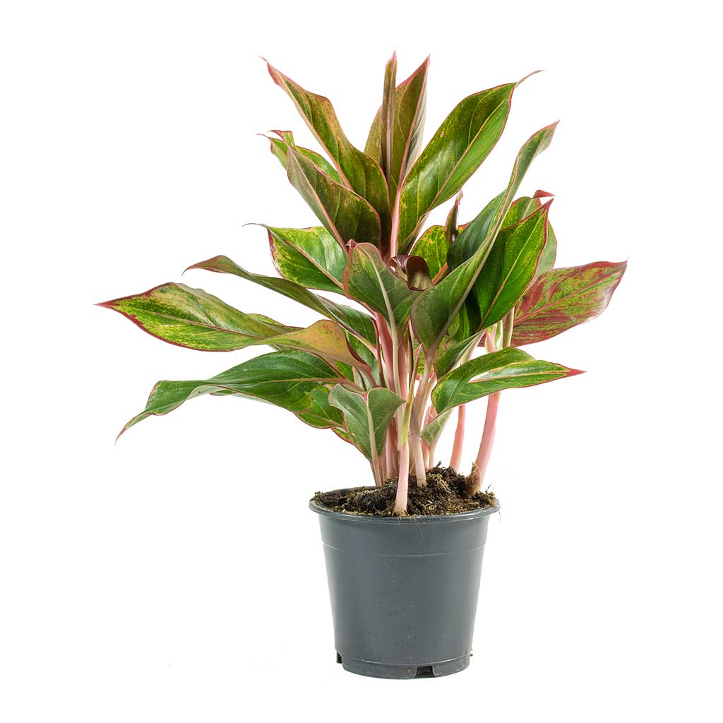 Aglaonema Creta | Online Indoor Plants