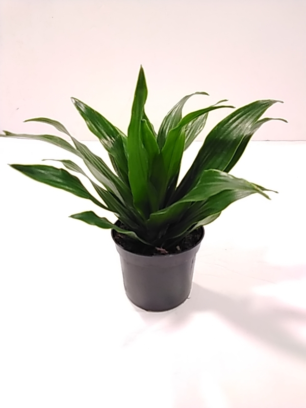 Dracaena Compacta | Online Indoor Plants