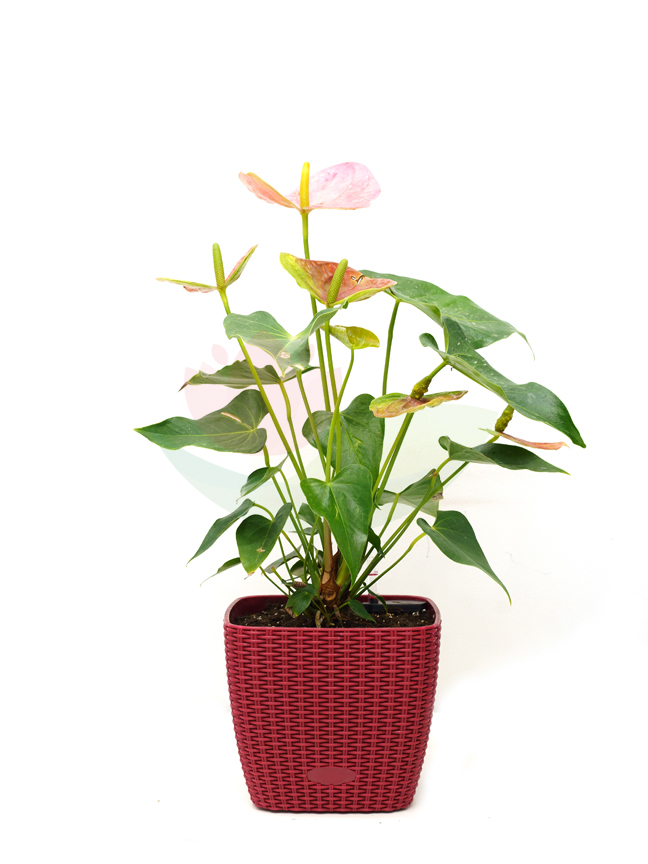 Anthurium With Pot | Online Value For Money
