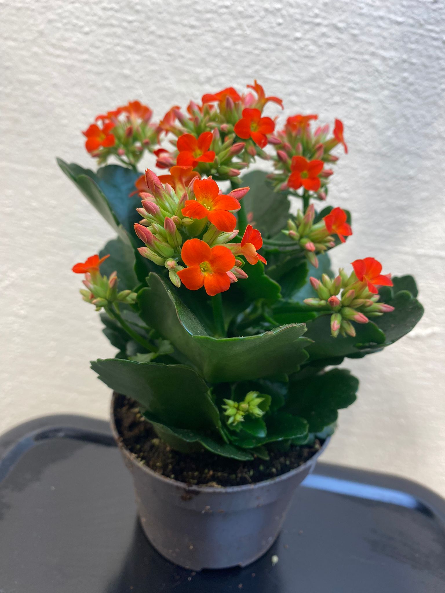 Buy Online Plant of Flora National Through Mashatel in Kuwait