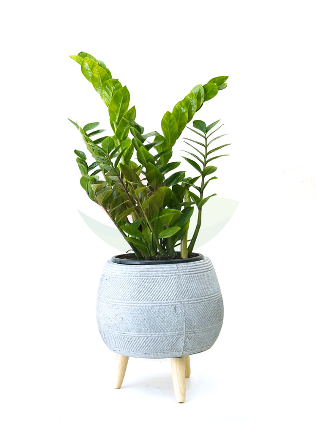 Zamia Green With Cement Pot - Grey | Online Premium Collection