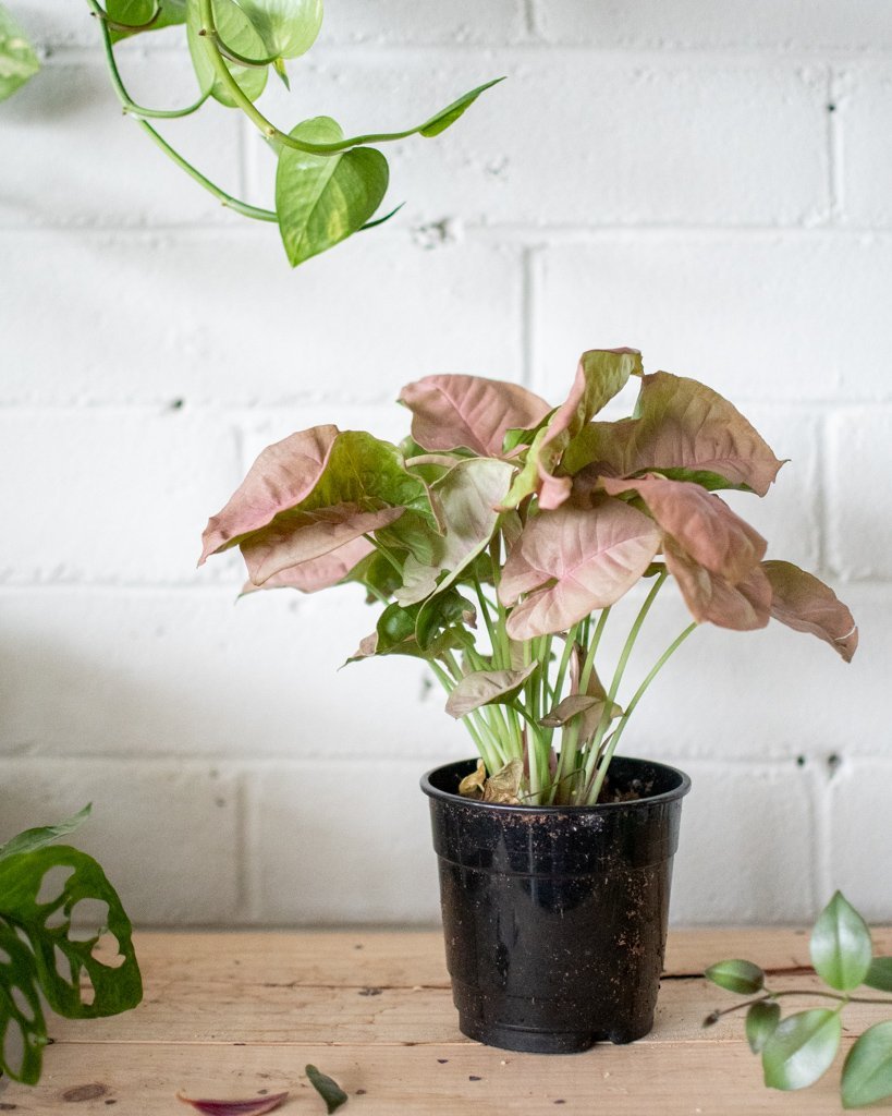 Syngonium Pink | Online Indoor Plants