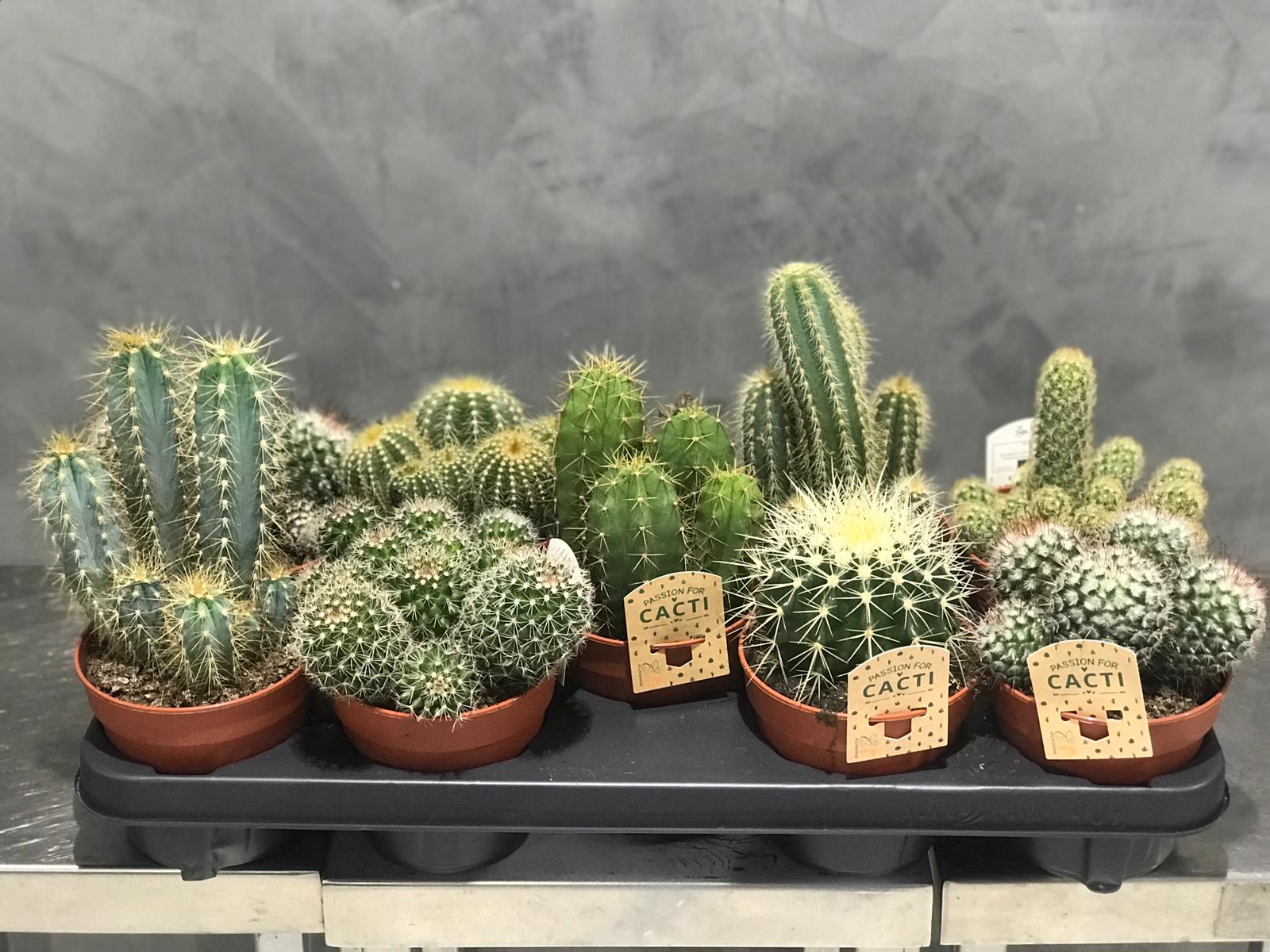 Cactus Collections Of 6 | Online Indoor Plants