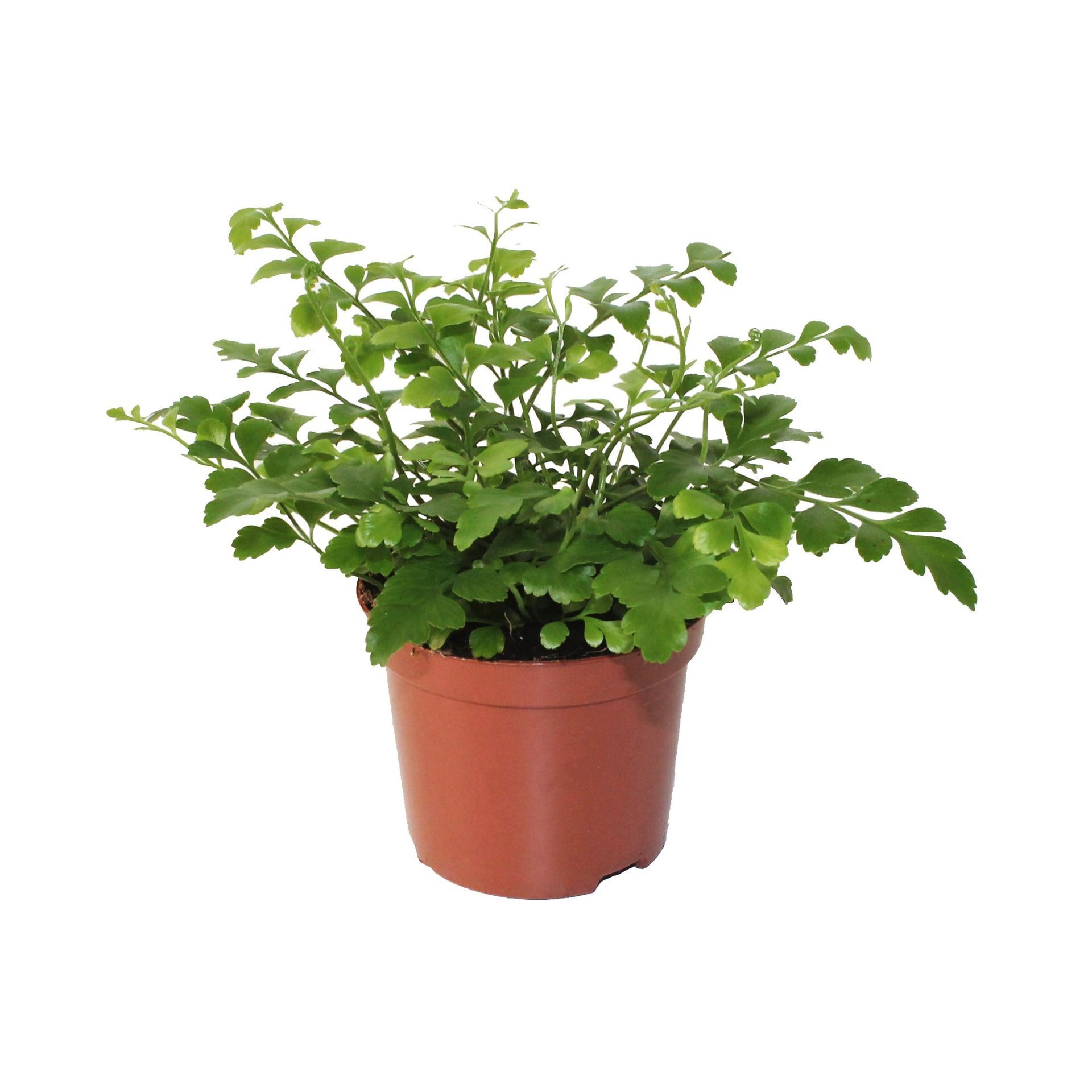 Asplenium Parvati Fern - Indoor House Plant | Online Indoor Plants