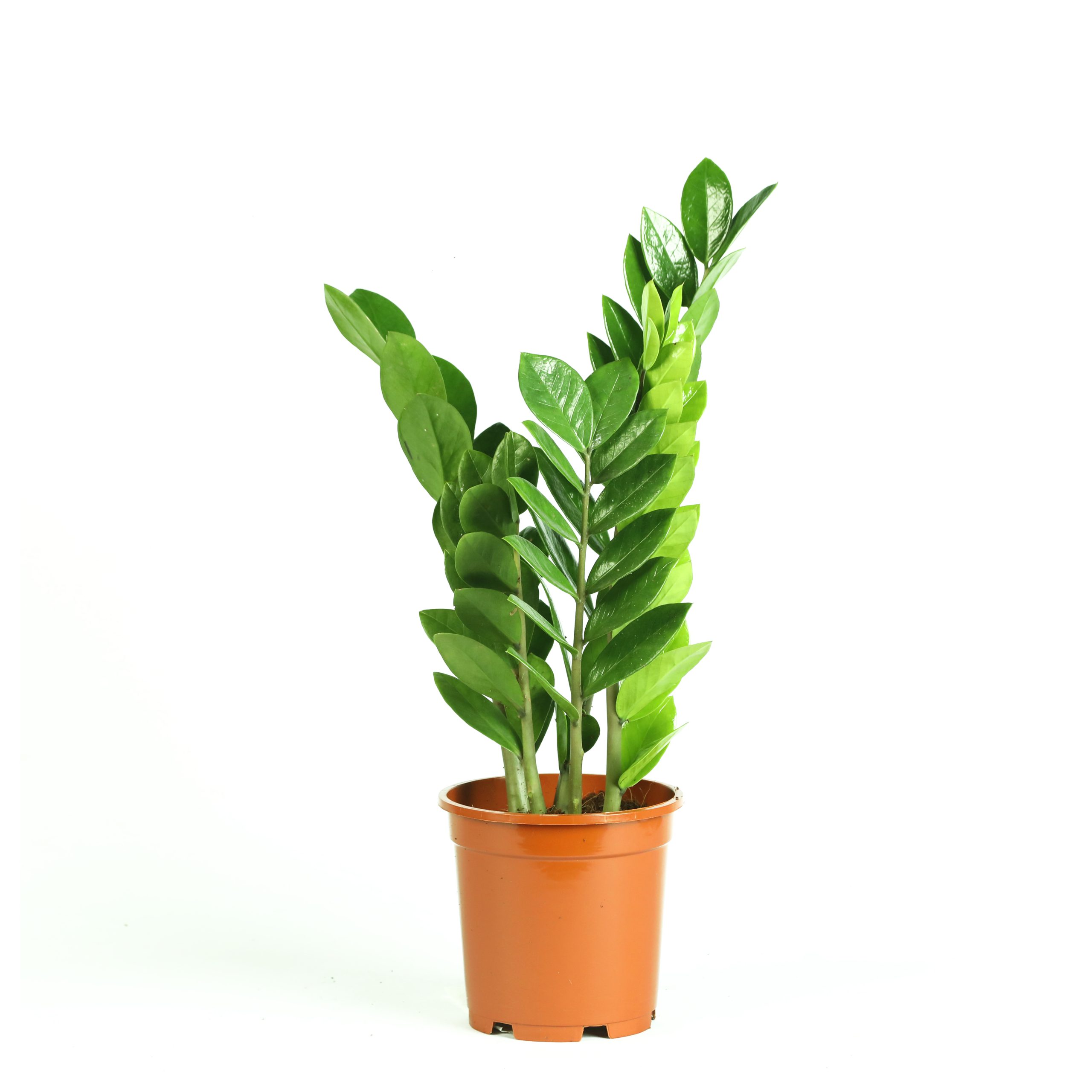 Zamioculcas | Online Indoor Plants