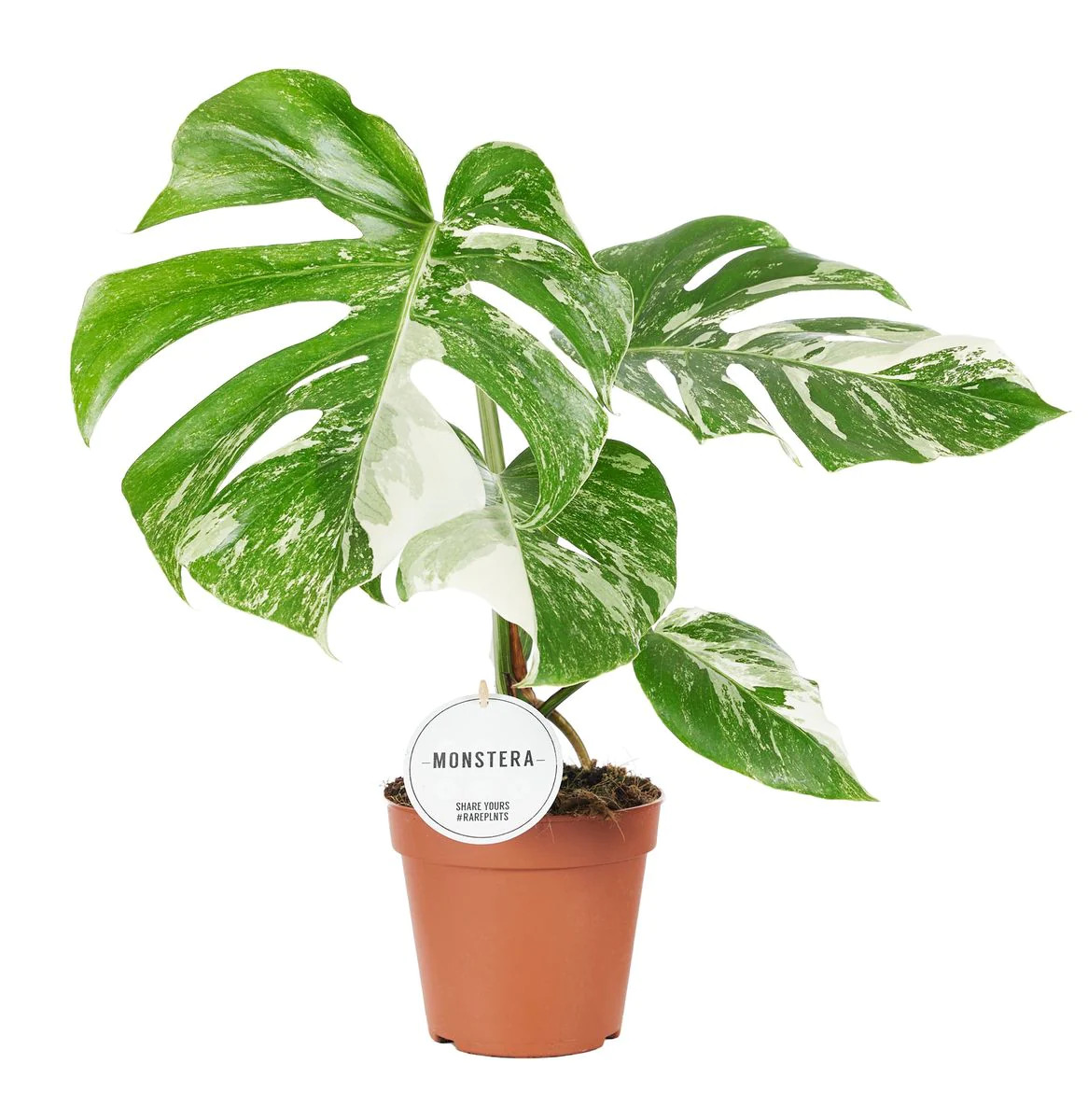 Monstera Deliciosa Variegata - Rare Varigated Plant | Online Premium ...