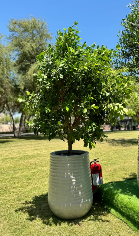 Ficus Nitida Tree - White Fiber Pot Edition | Online Indoor Plants